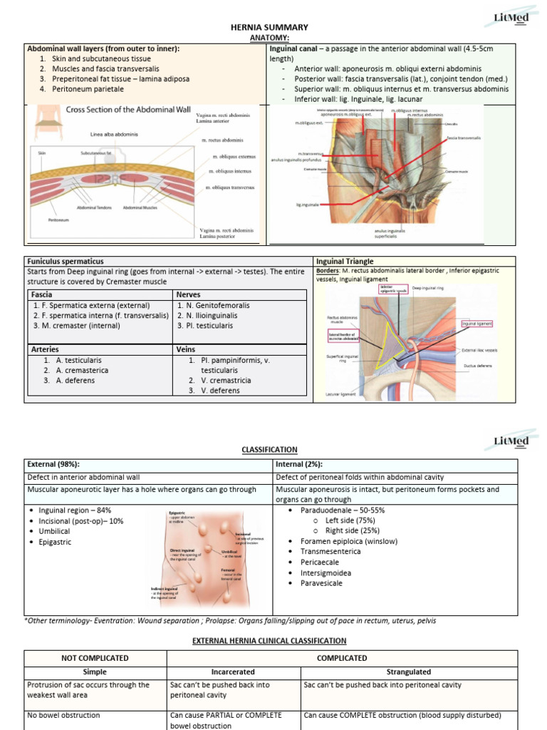 Hernias | PDF | Anatomy