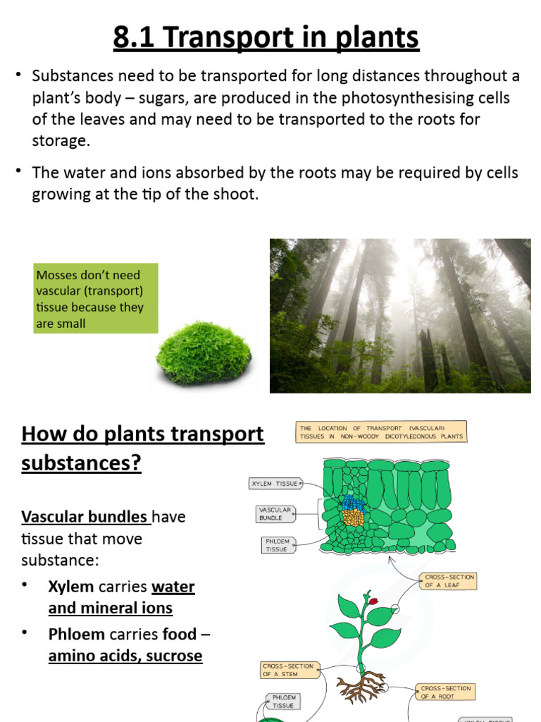 IGCSE Biology Topic 8 Transport in Plants Presentation | PDF | Leaf ...