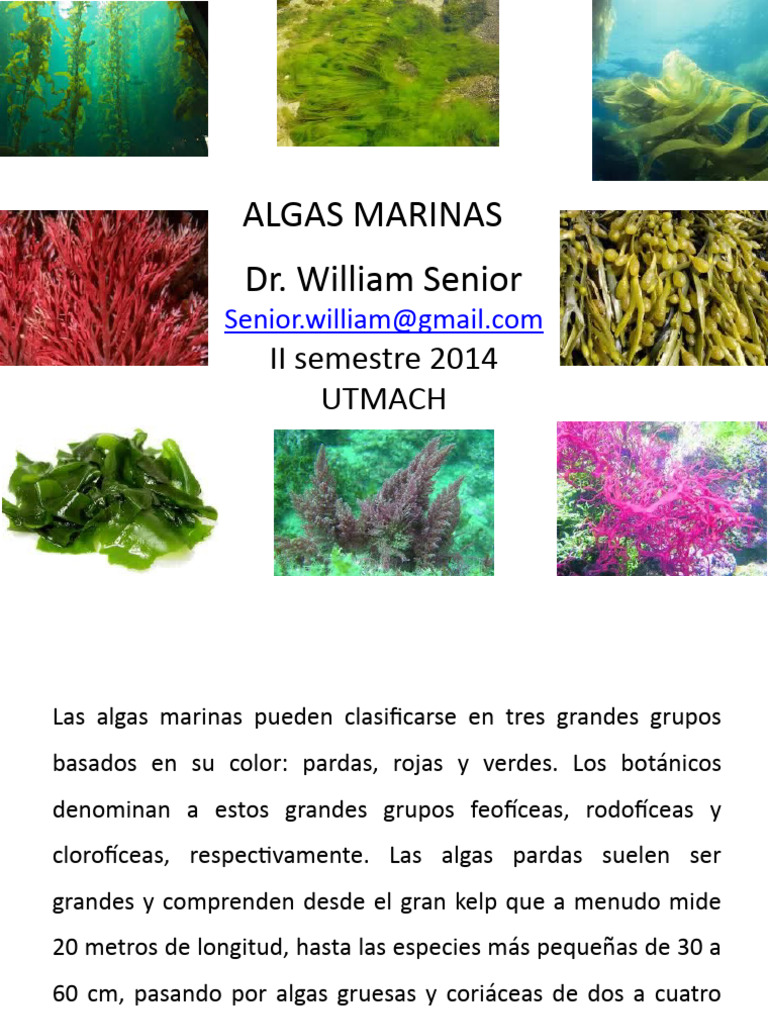 Algas Marinas | PDF | Algas | Biocombustible