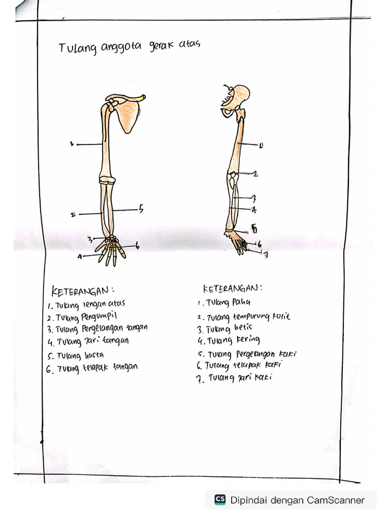 Scan Lapsem Sistem Rangka | PDF