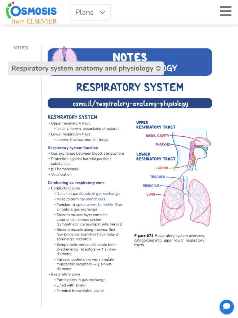 Anatomy and Physiology of The Respiratory System Notes Diagrams ...