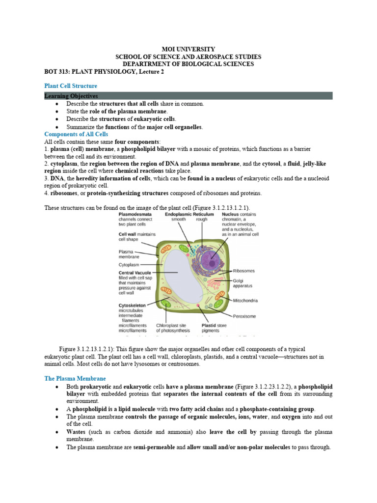 Lecture 2 Plant Cells | PDF | Endoplasmic Reticulum | Cell (Biology)