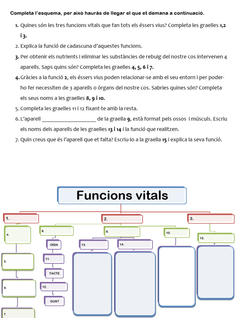 Activitats Esquema Funcions Vitals | PDF