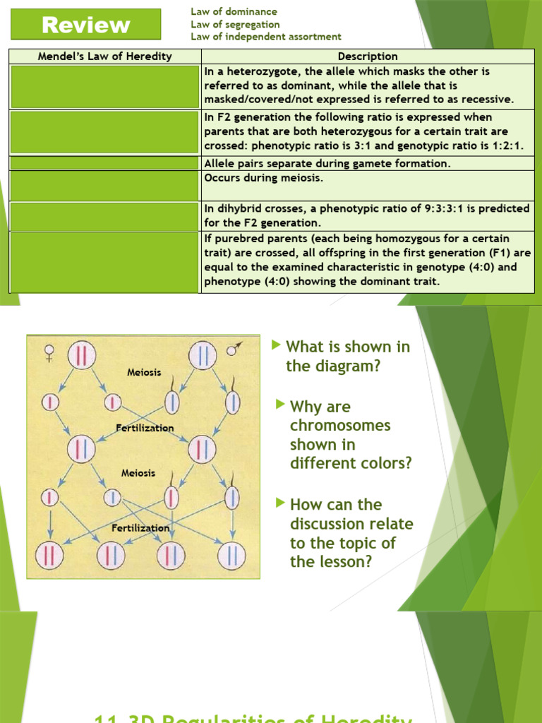 Cytological Basis of Monohybrid Crossing | PDF | Dominance (Genetics ...