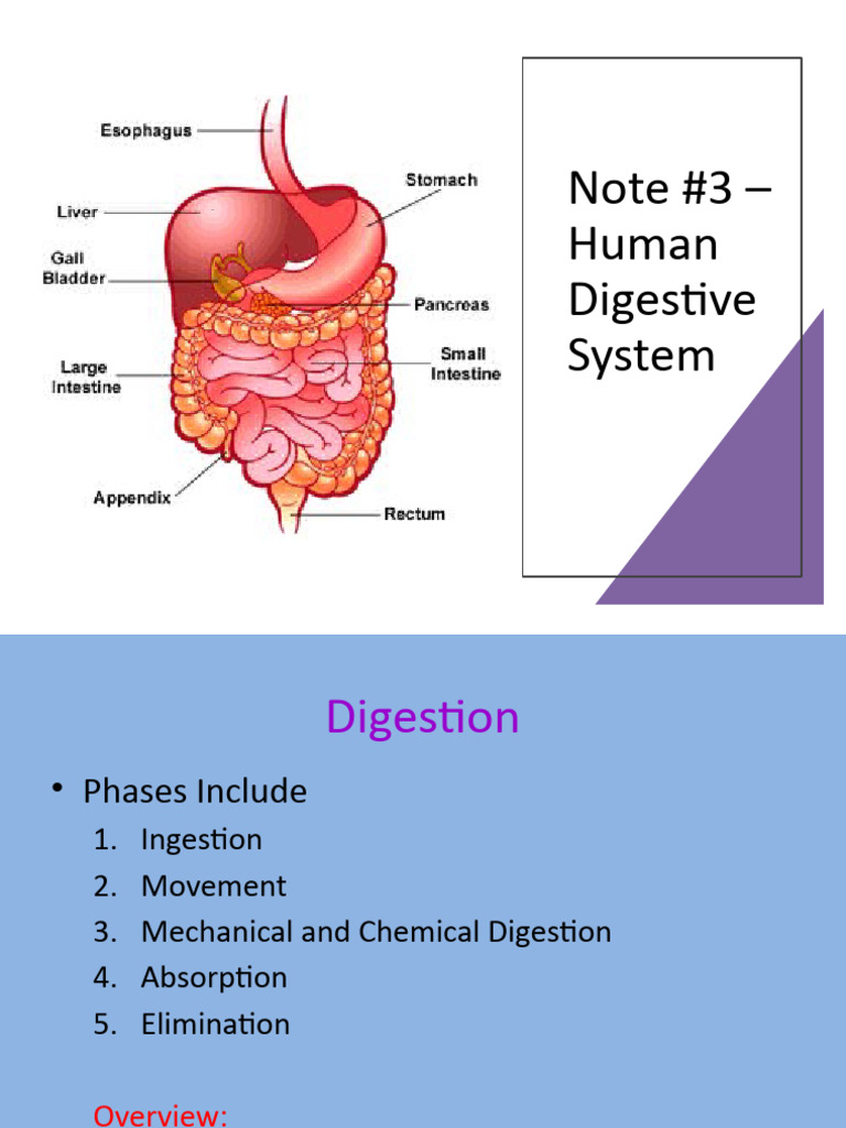 Note #3 - Human Digestion | PDF | Digestion | Human Digestive System Note #3 - Human Digestion | PDF | Digestion | Human Digestive System