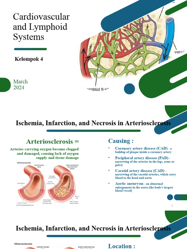 Cardiovascular and Lymphoid Systems FINAL | PDF | Vein | Ischemia