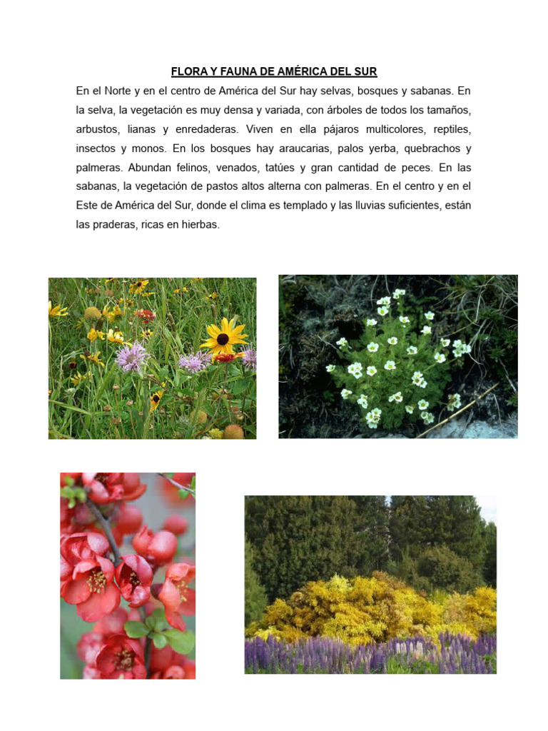 Flora y Fauna de América Central | PDF | Américas | Selva