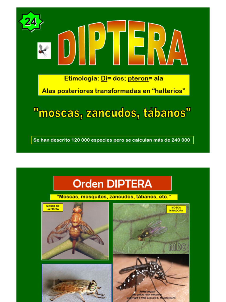 13 Diptera | PDF | Mosca | Mosquito