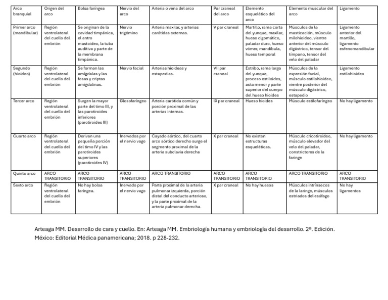 Desarrollo de Arcos Branquiales | PDF | Nervio vago | Anatomía