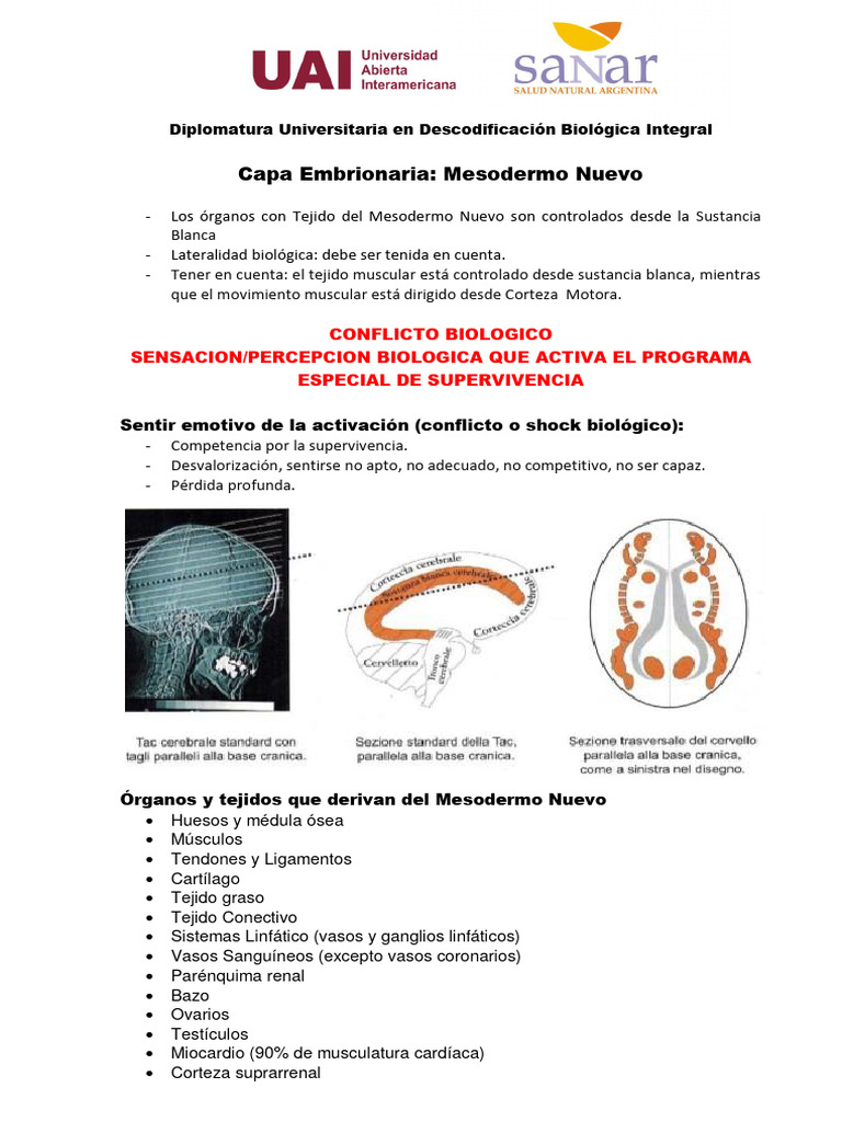 Repaso MESODERMO NUEVO 1 | PDF | Sistema linfático | Hueso