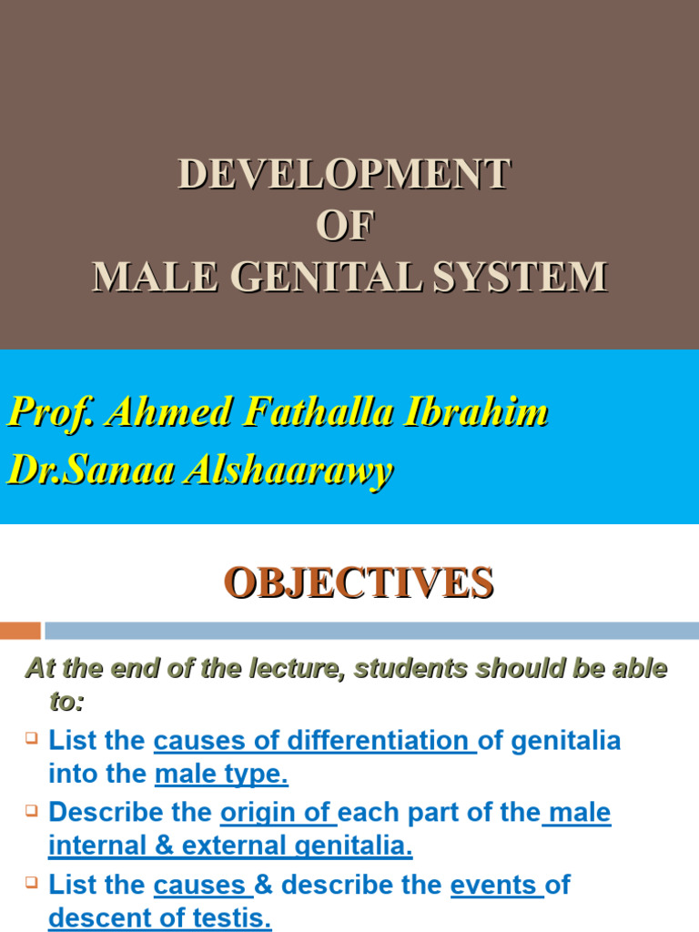 L1-Development of male genital system | PDF | Testicle | Anatomy