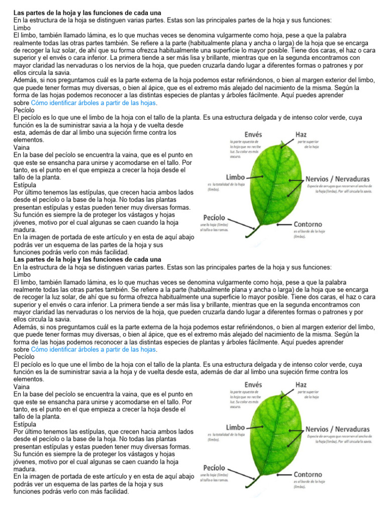 Las Partes de La Hoja y Las Funciones de Cada Una | Descargar gratis ...