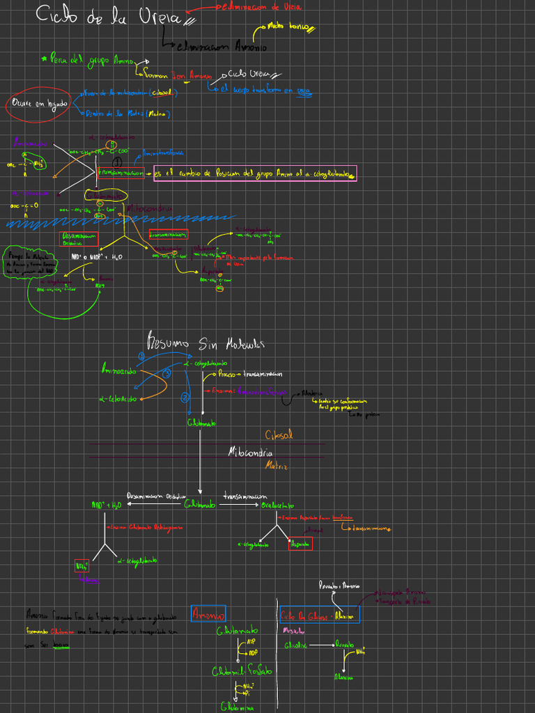 Bioquímica II 4 | PDF