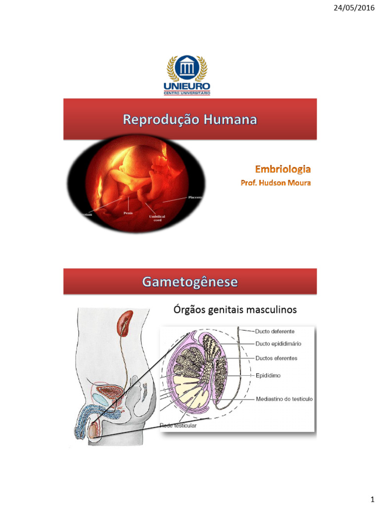 Embriologia: Fecundação e Desenvolvimento Humano | PDF | Fertilização ...