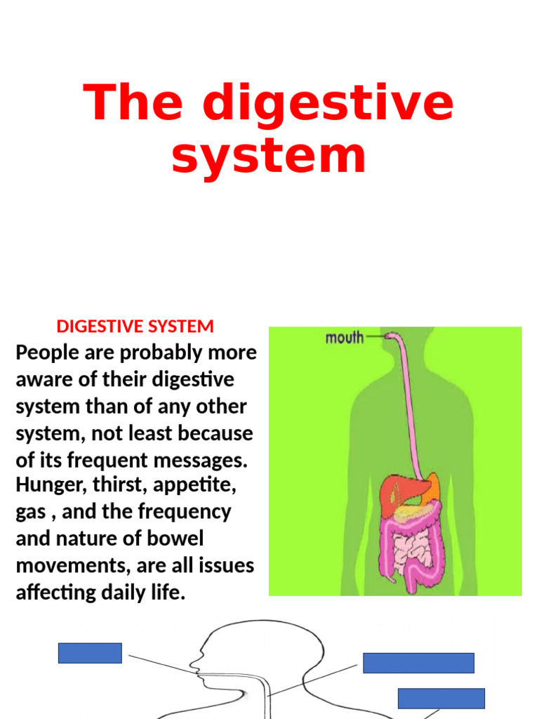 Understanding the Digestive System Functions | PDF | Wellness | Science ...