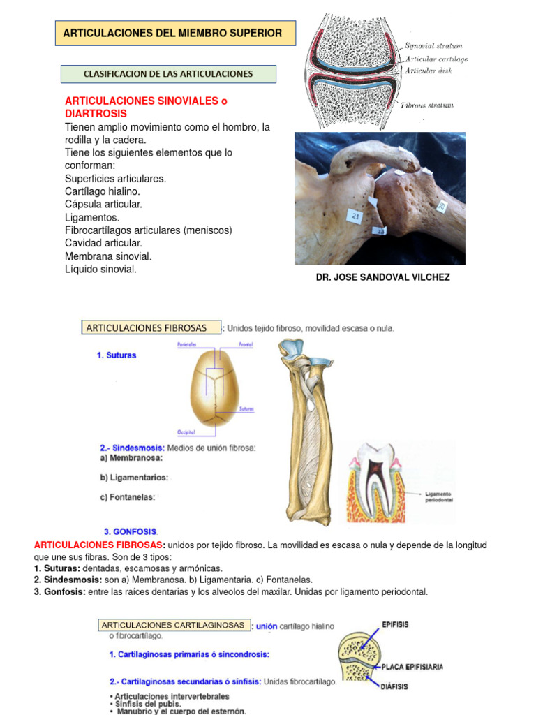 Articulaciones Ms | PDF | Articulación | Codo