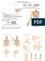 Anatomía del Húmero, Radio y Cúbito | PDF | Codo | Hombro