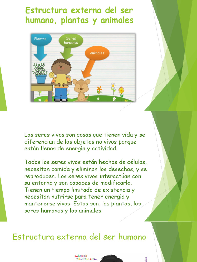 Estructuras Externas de Seres Vivos | PDF