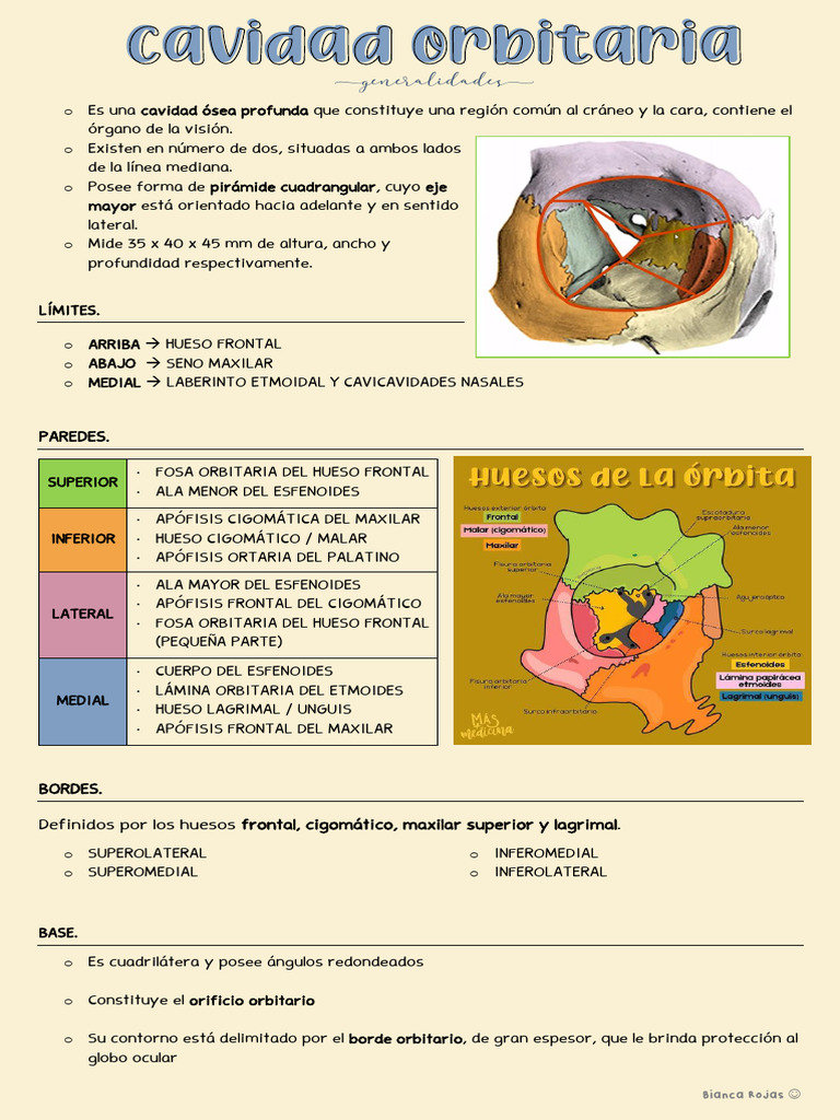 Anatomía de Ojo y Órbita | PDF | Ojo | Órganos sensoriales