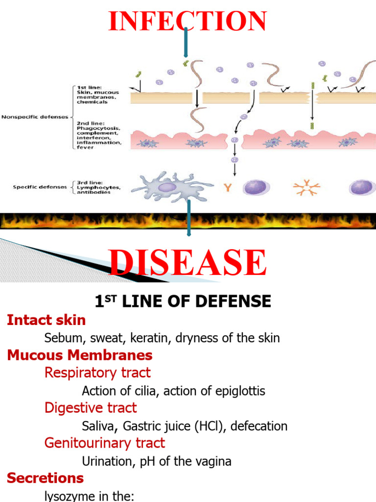 Immune System Defense Mechanisms | PDF | White Blood Cell | Antibody