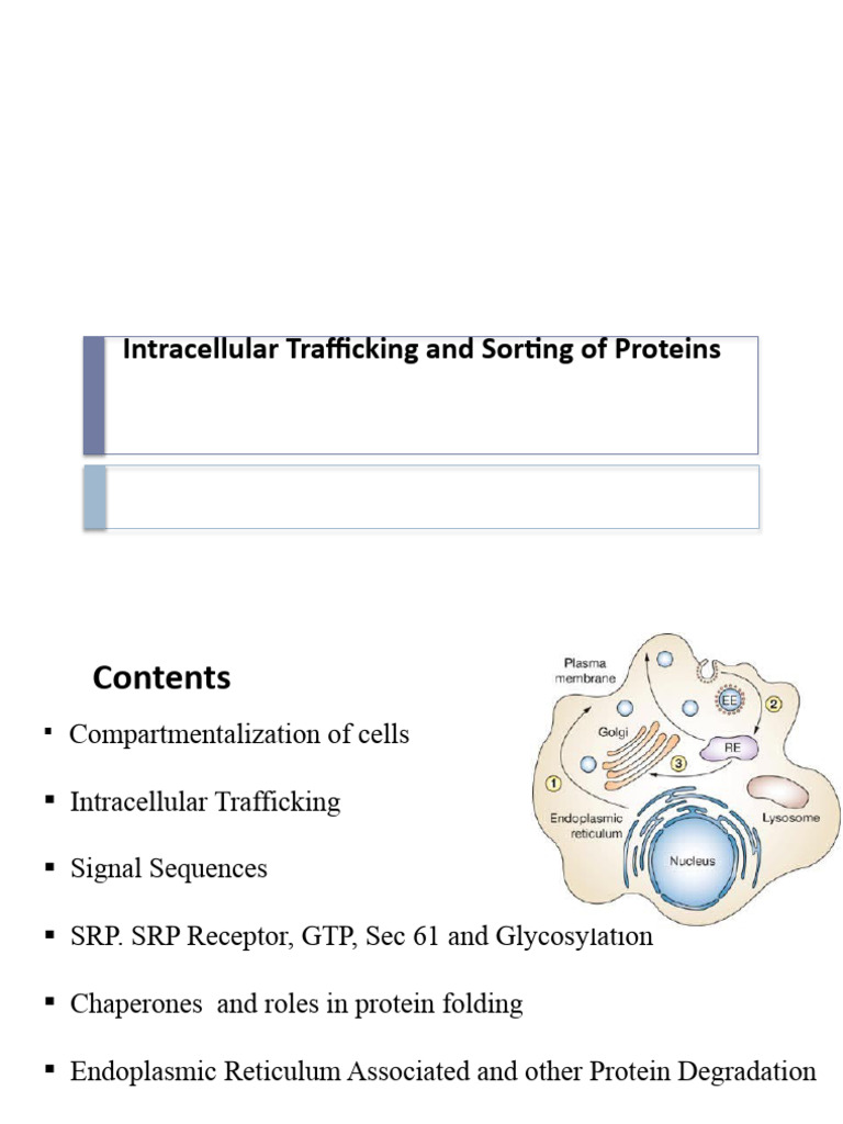 Intracellular Trafficking and Sorting | PDF | Protein Targeting ...