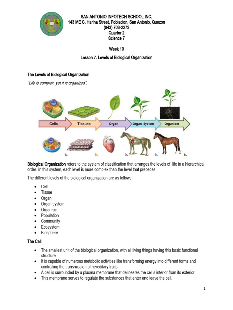Levels of Biological Organization | PDF | Tissue (Biology) | Human Body