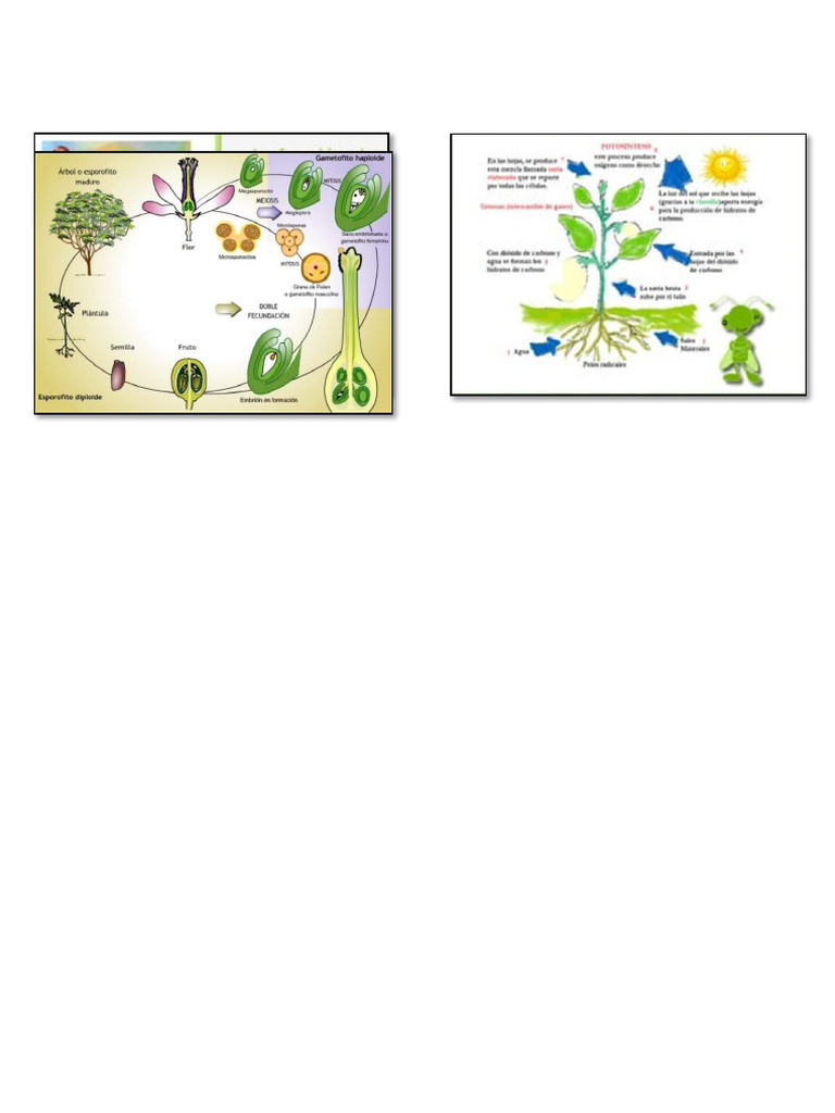 Funciones Vitales de Las Plantas | PDF