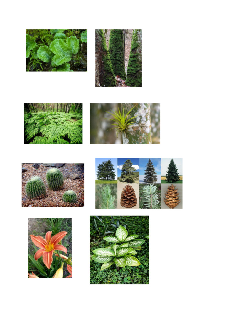 Plants | PDF