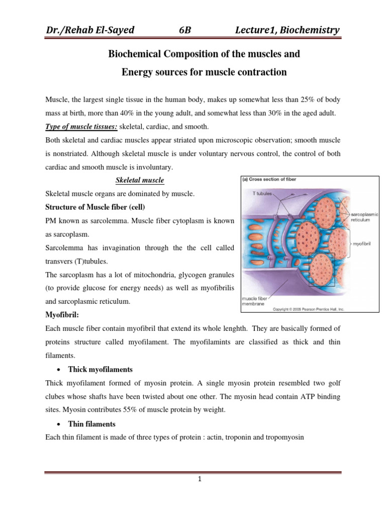 Biochemistry, Muscle Proteins - Notes | PDF | Cellular Respiration ...
