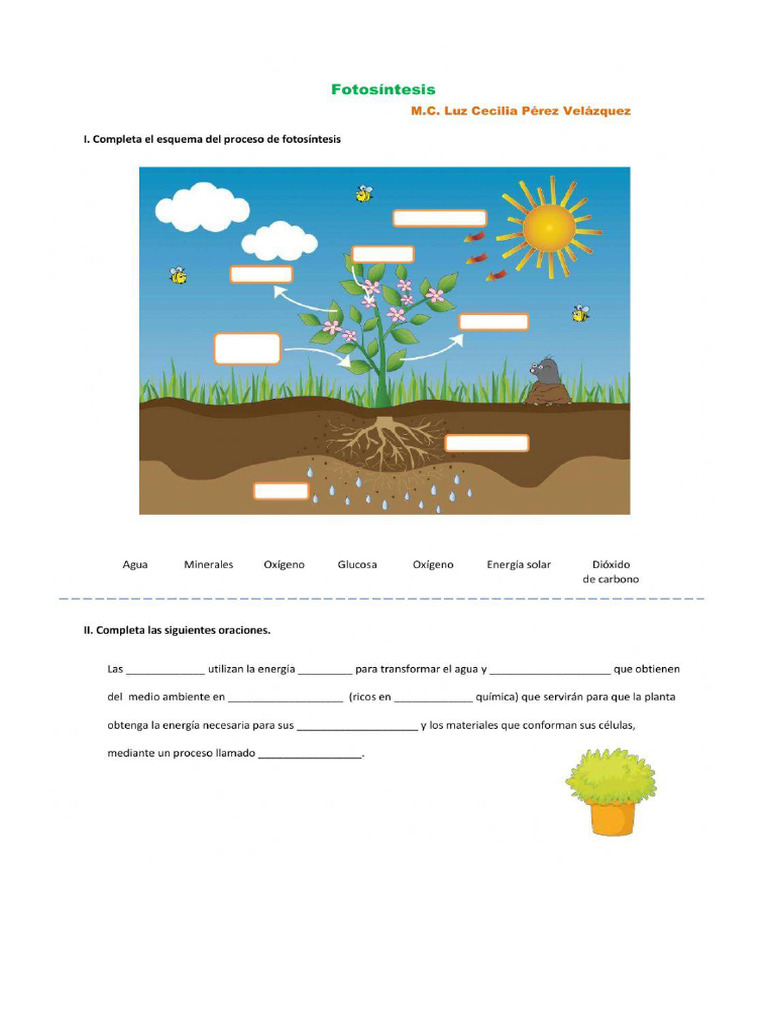 Fotosíntesis Ejercicio | PDF