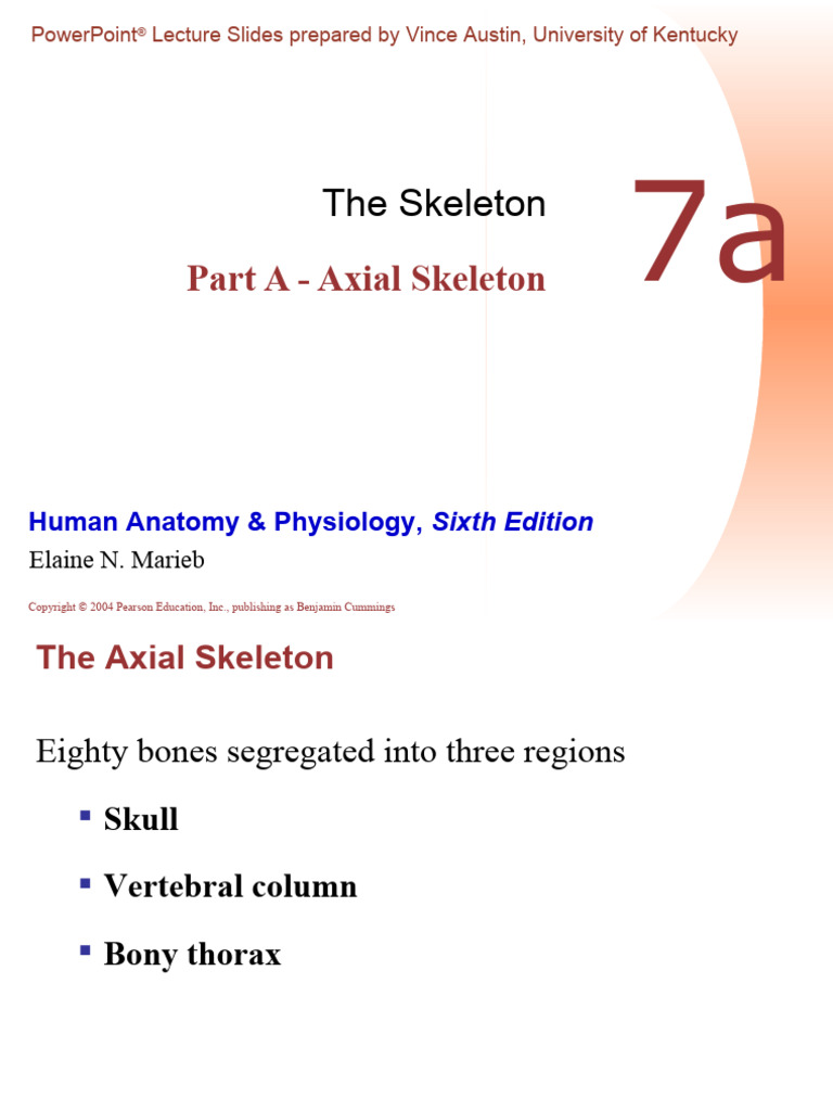Chapter 07a - Axial Skeleton | PDF | Vertebra | Vertebral Column