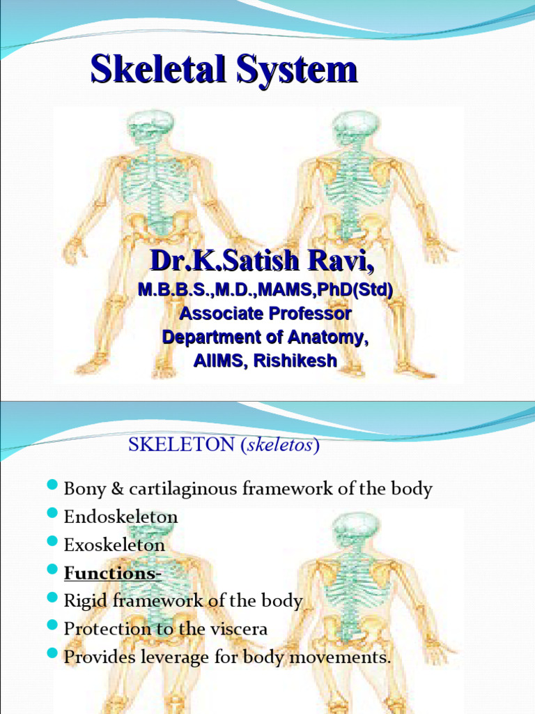 Skeletal System | PDF | Vertebra | Skull