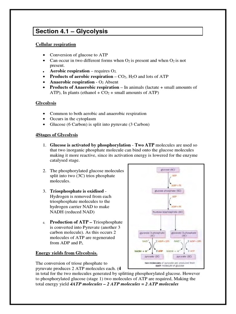 4.4 Respiration | PDF | Cellular Respiration | Adenosine Triphosphate