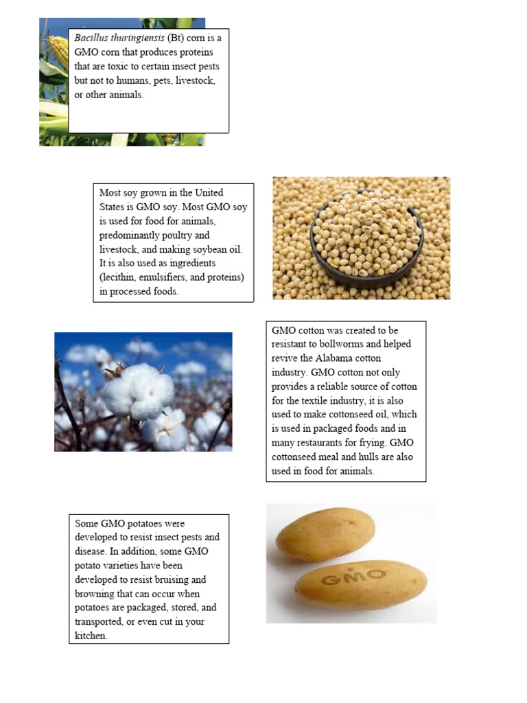 Genetically Modified Foods | PDF | Genetically Modified Organism ...