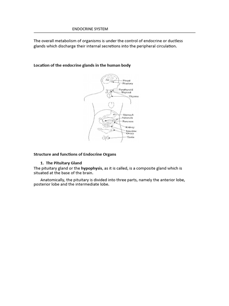 Endocrine System and Excretion Word | PDF | Kidney | Glands