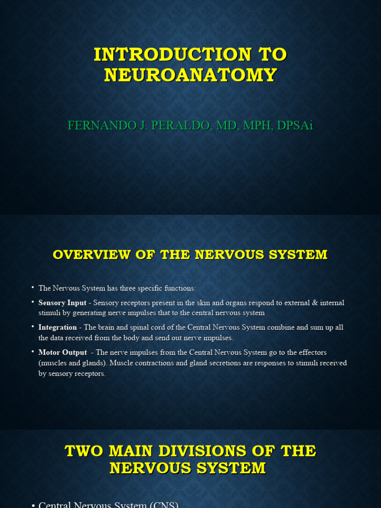 4 Introduction To Neuroanatomy | PDF | Axon | Central Nervous System