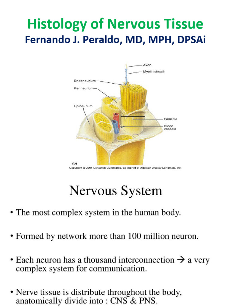 5-Histology of Nervous Tissue | PDF | Axon | Neuron