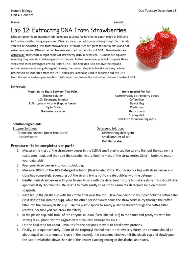 Lab 12 Dna Extraction Lab | PDF | Dna | Water