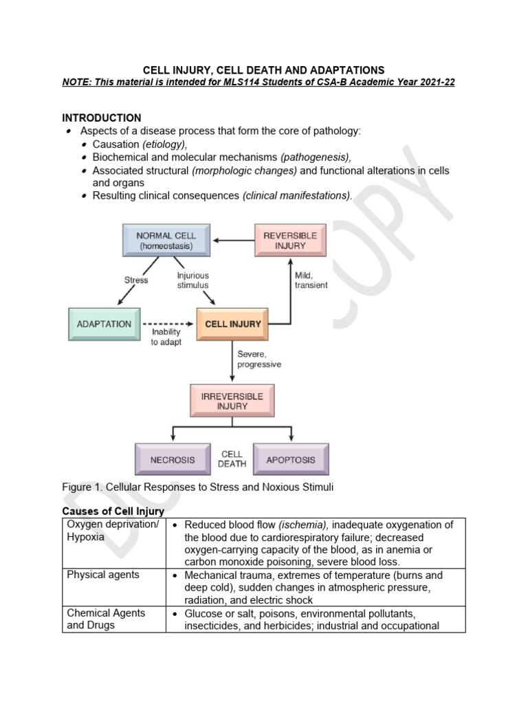MLS114 - Cell Injury Cell Death and Adaptations | PDF | Reactive Oxygen ...