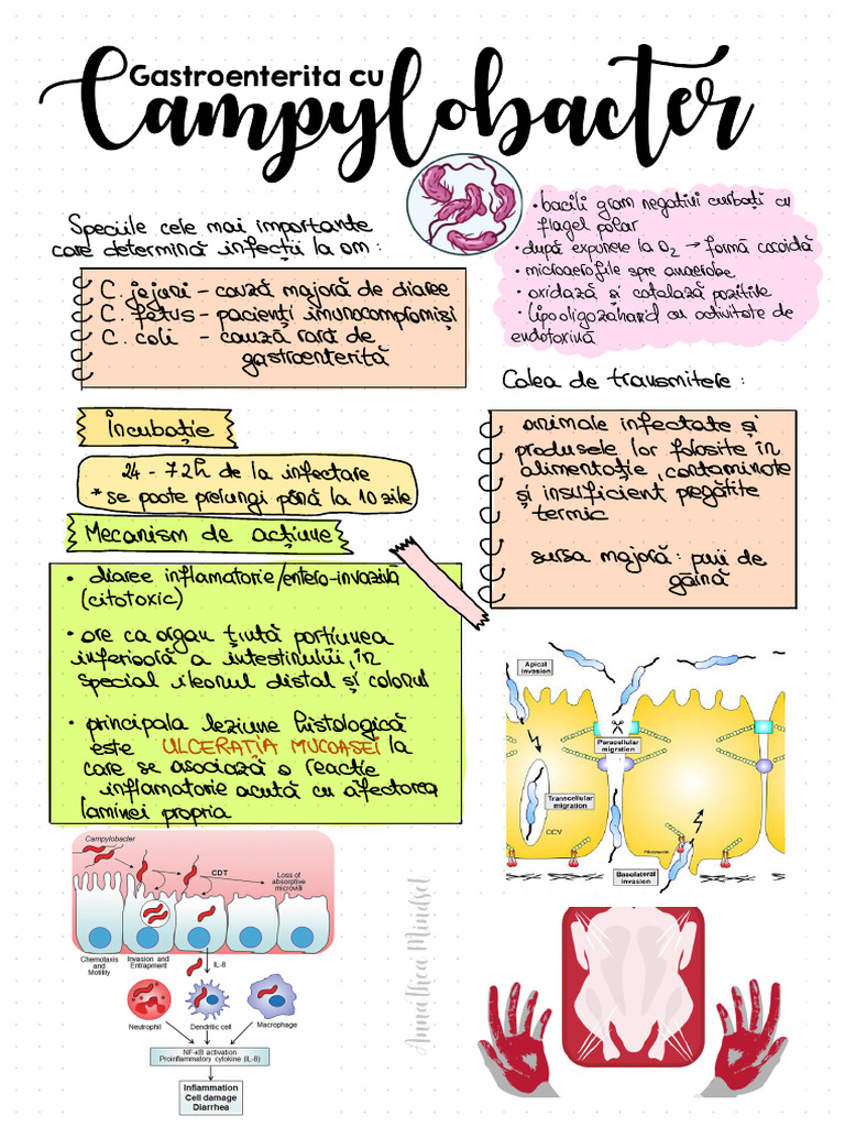 Gastroenterita Cu Campylobacter | PDF | Microbiology | Gram Negative Bacteria