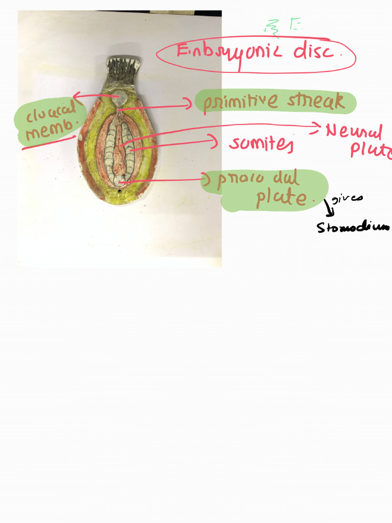 Embryo Models 1 1 | PDF