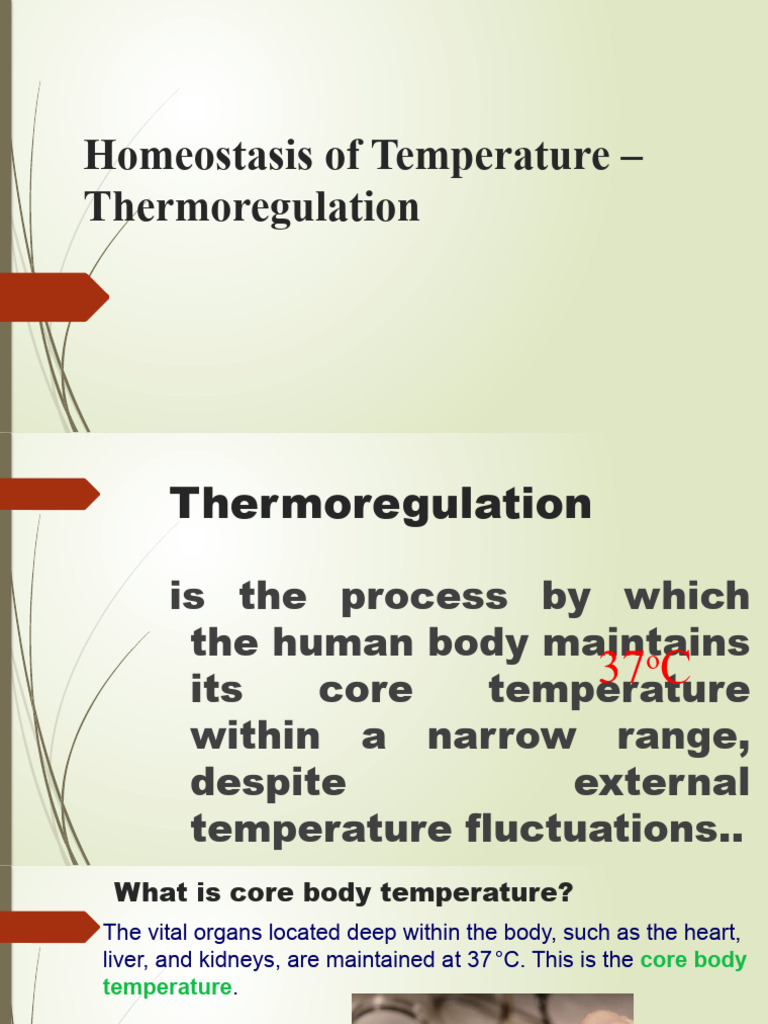 Homeostasis T | PDF | Thermoregulation | Skin