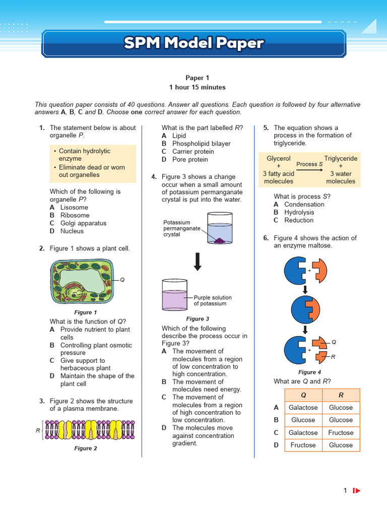 SPM Biology P1+P2 | PDF | Fertilisation | Blood