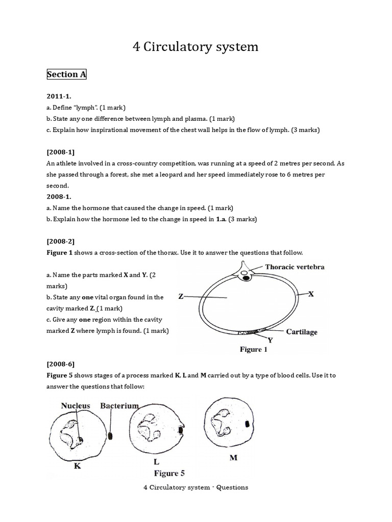 05 Circulatory System-1 | PDF | Blood Vessel | Blood Type