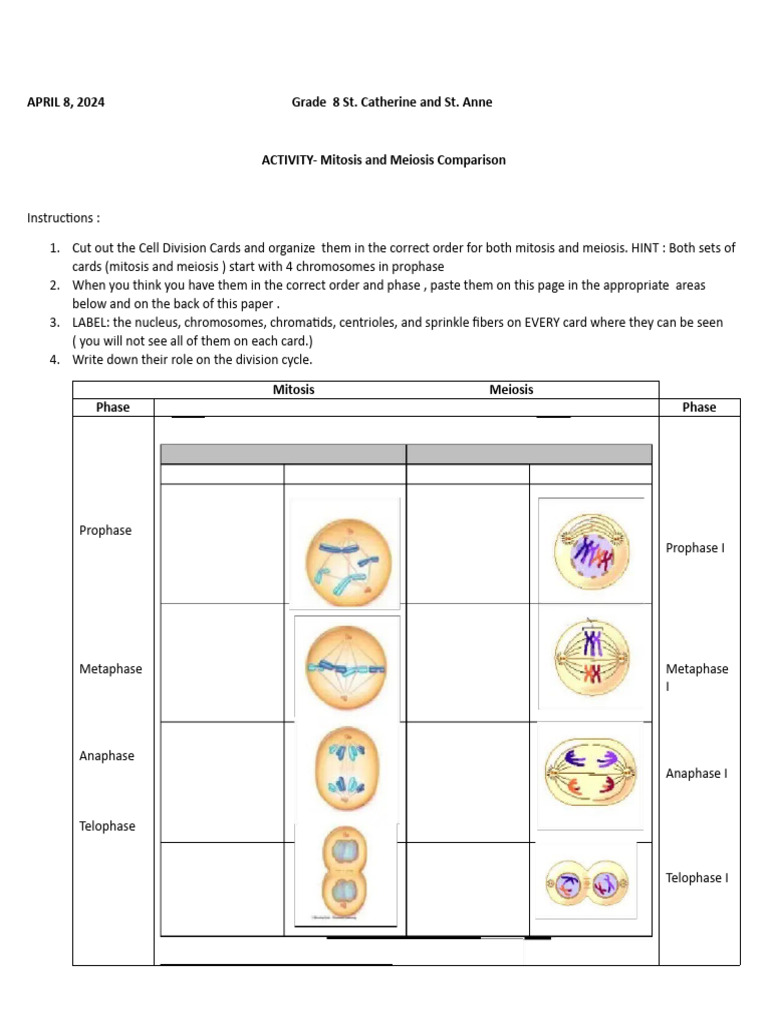 Grade 8 Mitosis Meiosis Activity | PDF