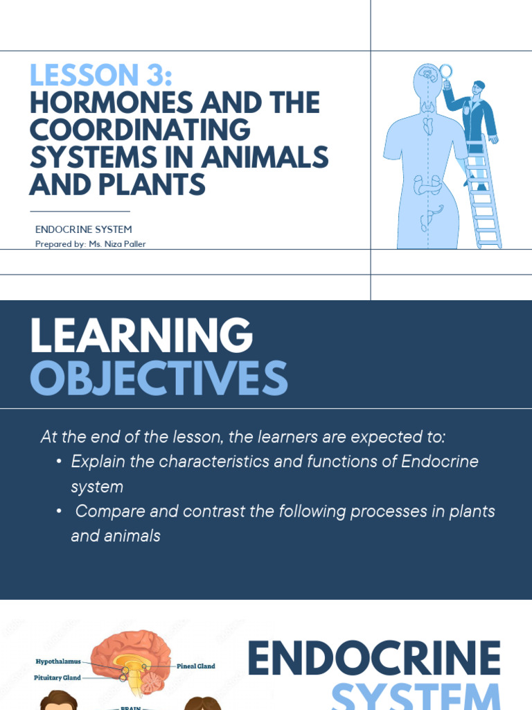 Endocrine-System | PDF | Endocrine System | Adrenal Gland