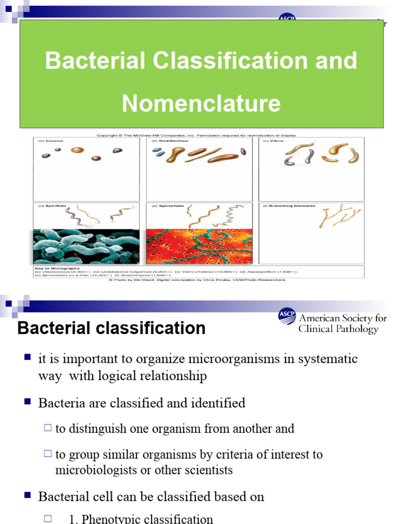 Bacterial Classification Methods Explained | PDF | Cell (Biology ...