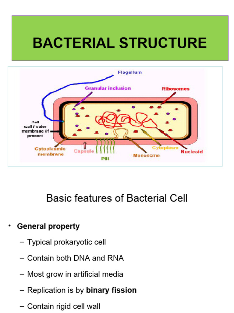 1.3- Bacterial cell structure-Morphology | PDF | Cell (Biology) | Bacteria