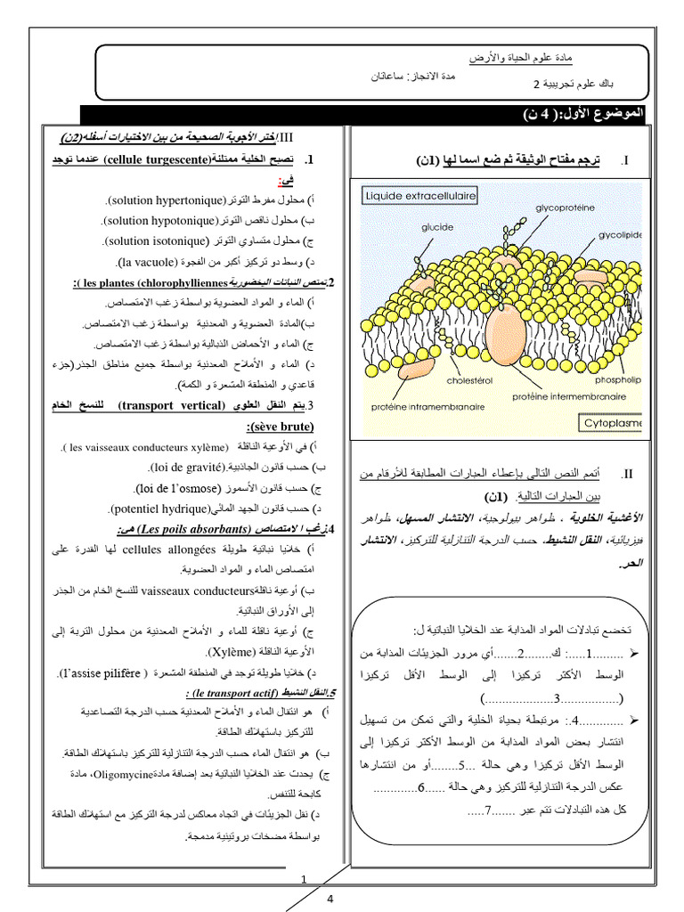 1 - ةئلتمم ةيلخلا حبصت (cellule turgescente) ع دجوت امدن يف: (les ...