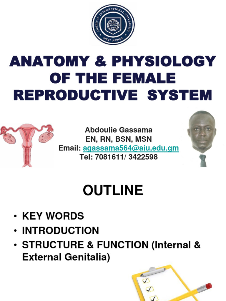 External Female Reproductive Anatomy | PDF | Vagina | Ovary